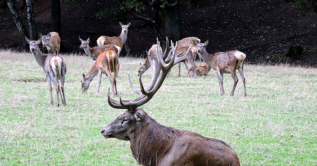 Wildpark Boek