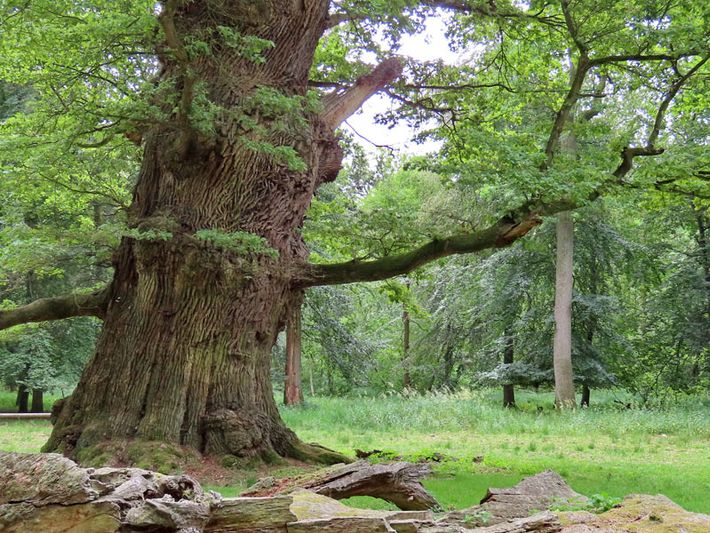 Ivenacker Eichen (mit Baumwipfelpfad)