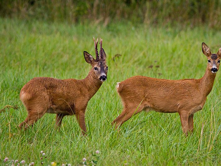 Wildpark Boek